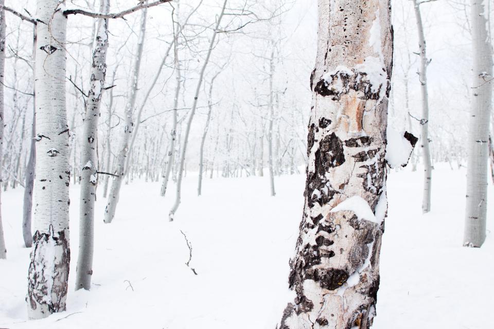 Snow-Kissed Aspen Grove | Shutterbug
